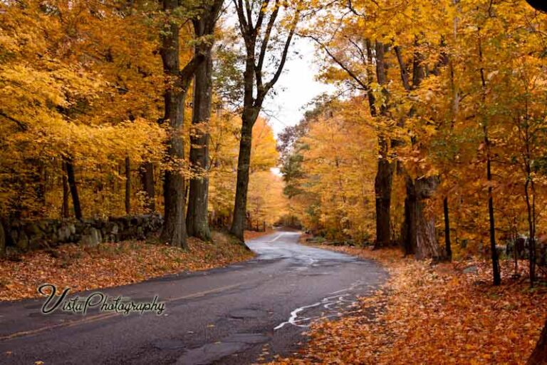 A Tree Lined Road with Fall Foliage - New England Fall Foliage