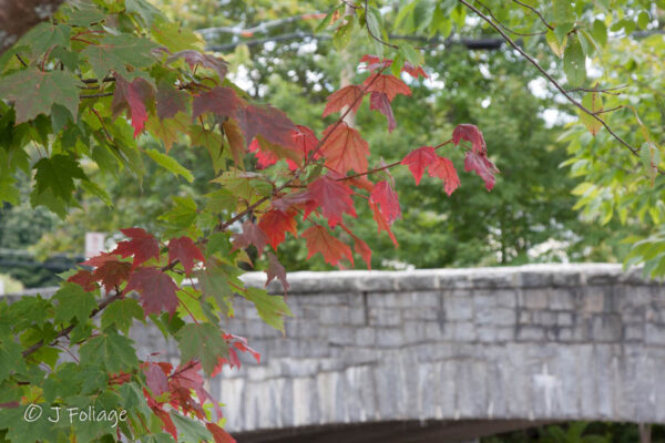 The Six Step Process of a Leaf Peeper - New England Fall Foliage