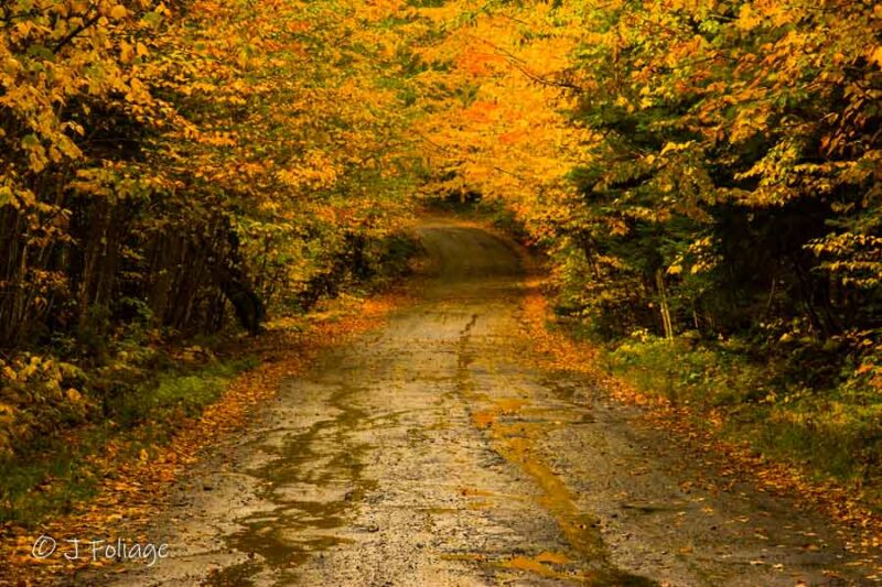 A Tree Lined Road with Fall Foliage - New England Fall Foliage